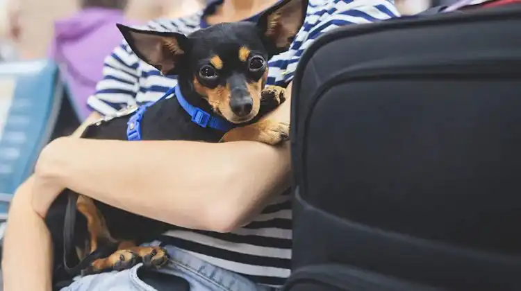 Passaporte Europeu para Animais: como obter o documento
